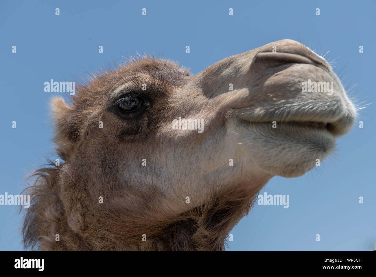 Arabian camel eyelashes hi-res stock photography and images - Alamy