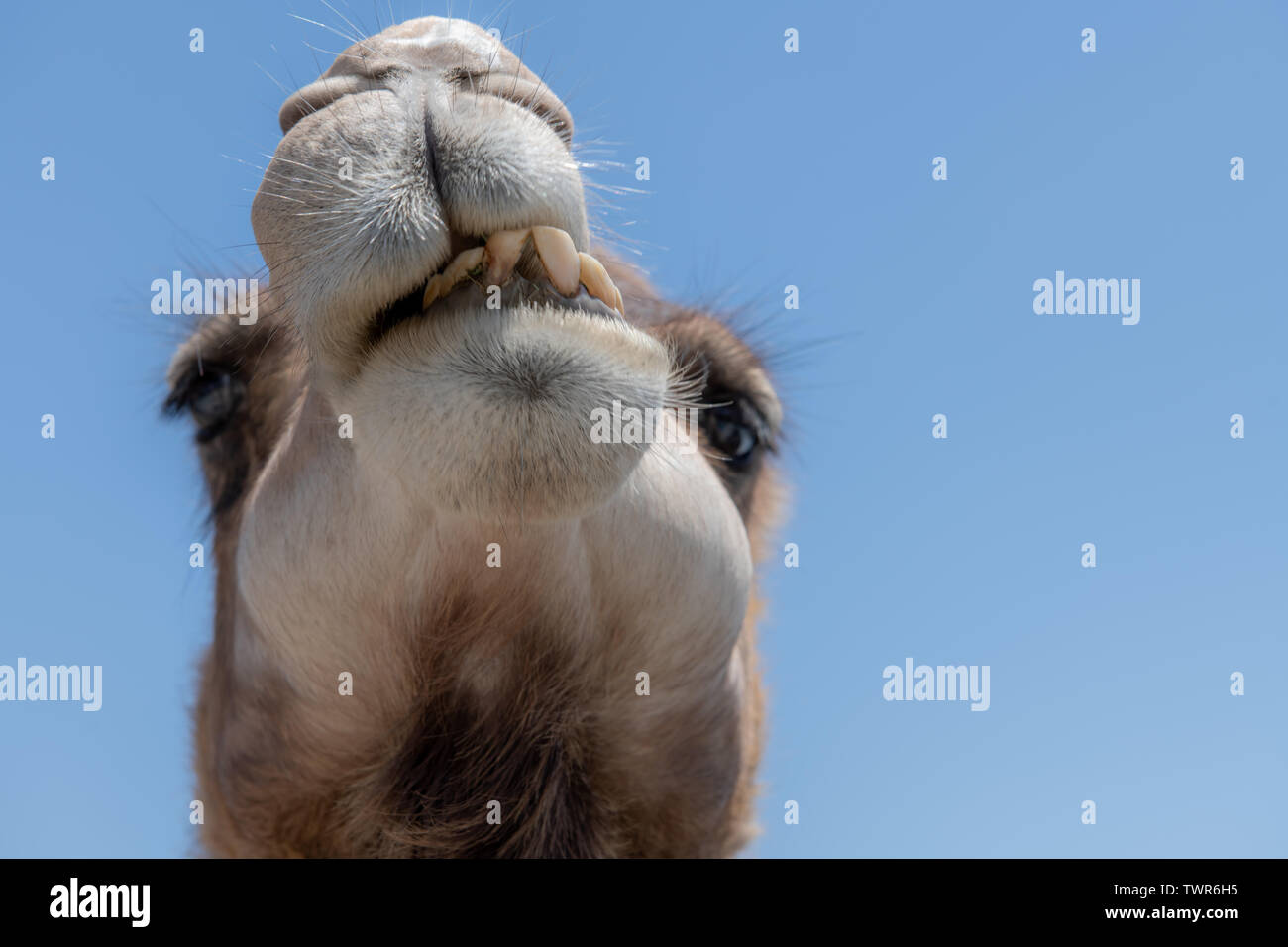 Ungulate teeth hi-res stock photography and images - Alamy