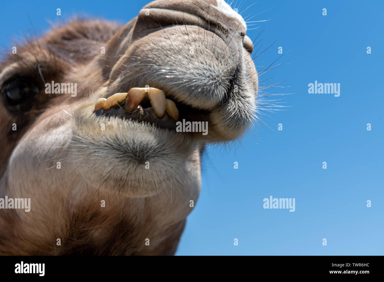 Arabian camel eyelashes hi-res stock photography and images - Alamy