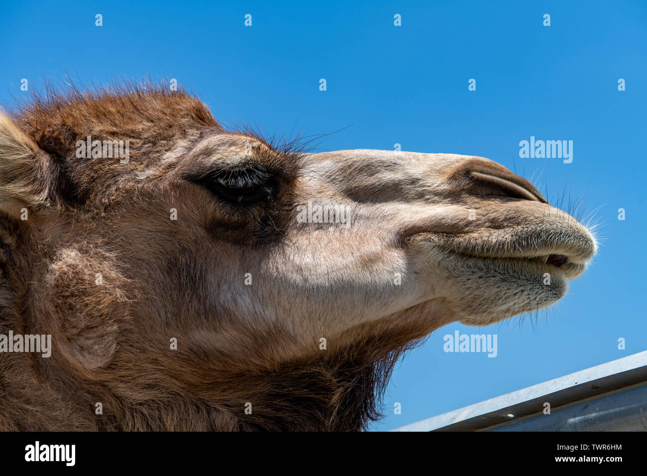Arabian camel eyelashes hi-res stock photography and images - Alamy