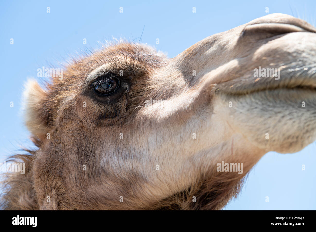 Arabian camel eyelashes hi-res stock photography and images - Alamy
