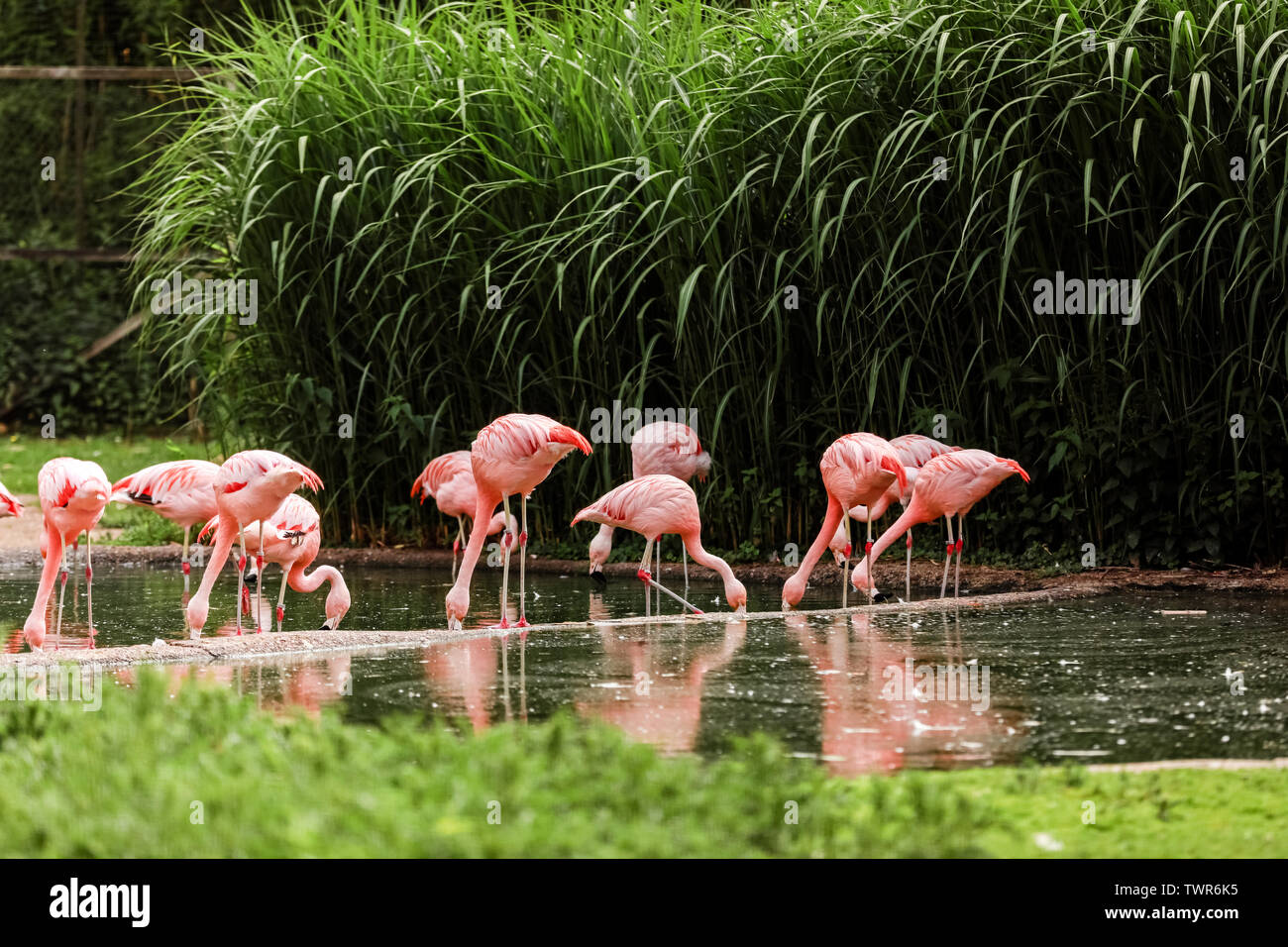 A group of pink flamingos hunting in the pond, Oasis of green in urban ...