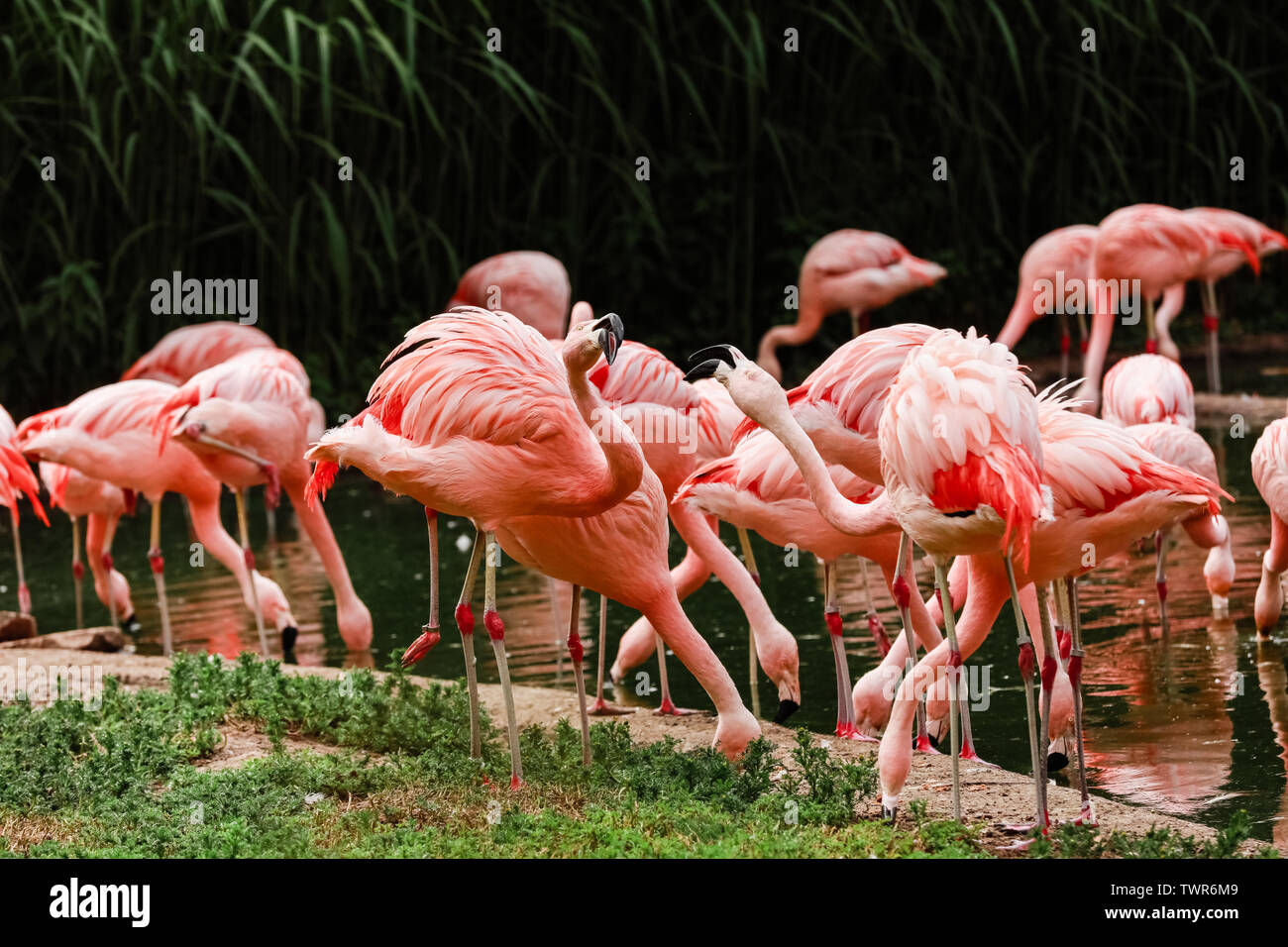 A group of pink flamingos hunting in the pond, Oasis of green in urban ...