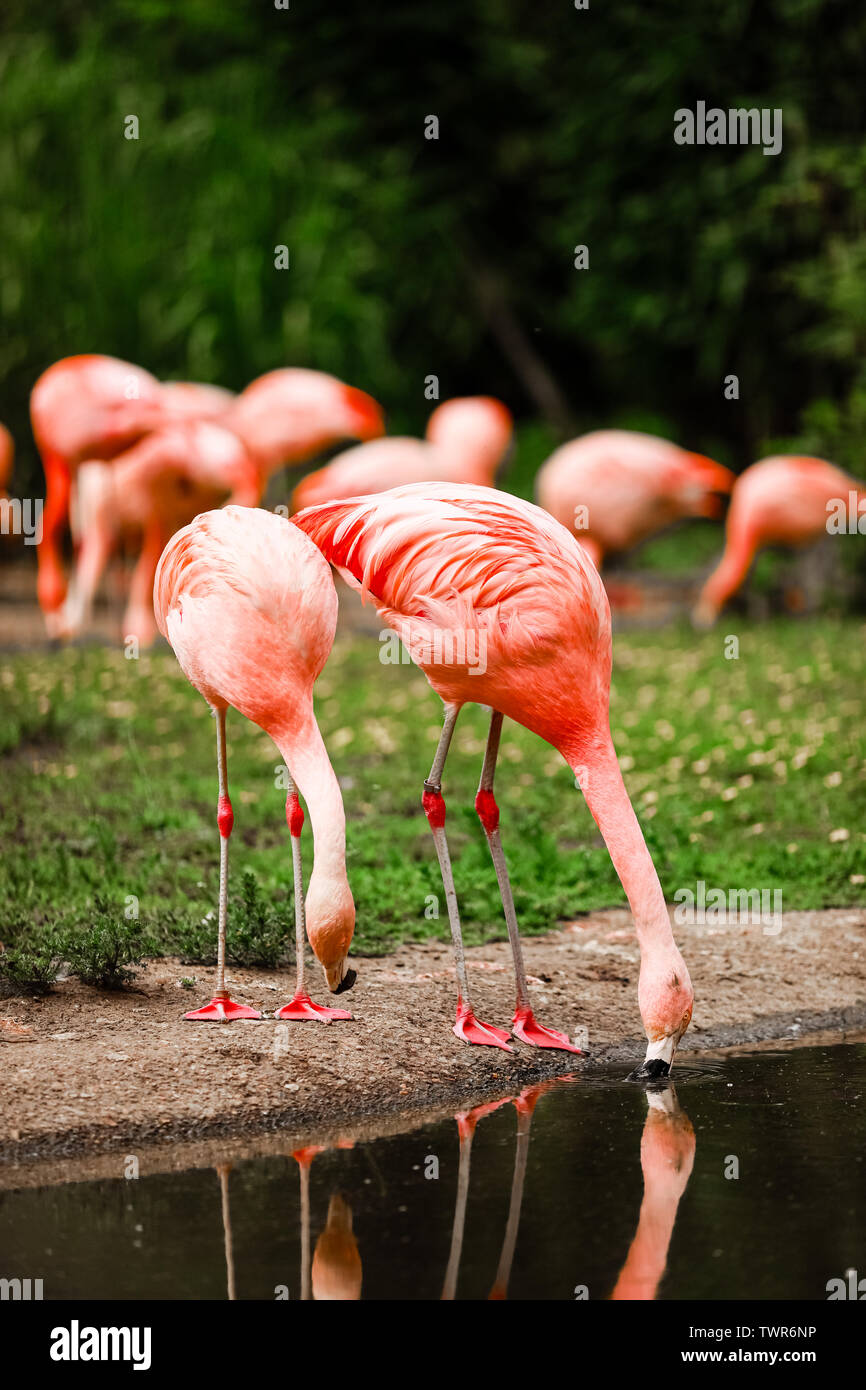 A group of pink flamingos hunting in the pond, Oasis of green in urban ...