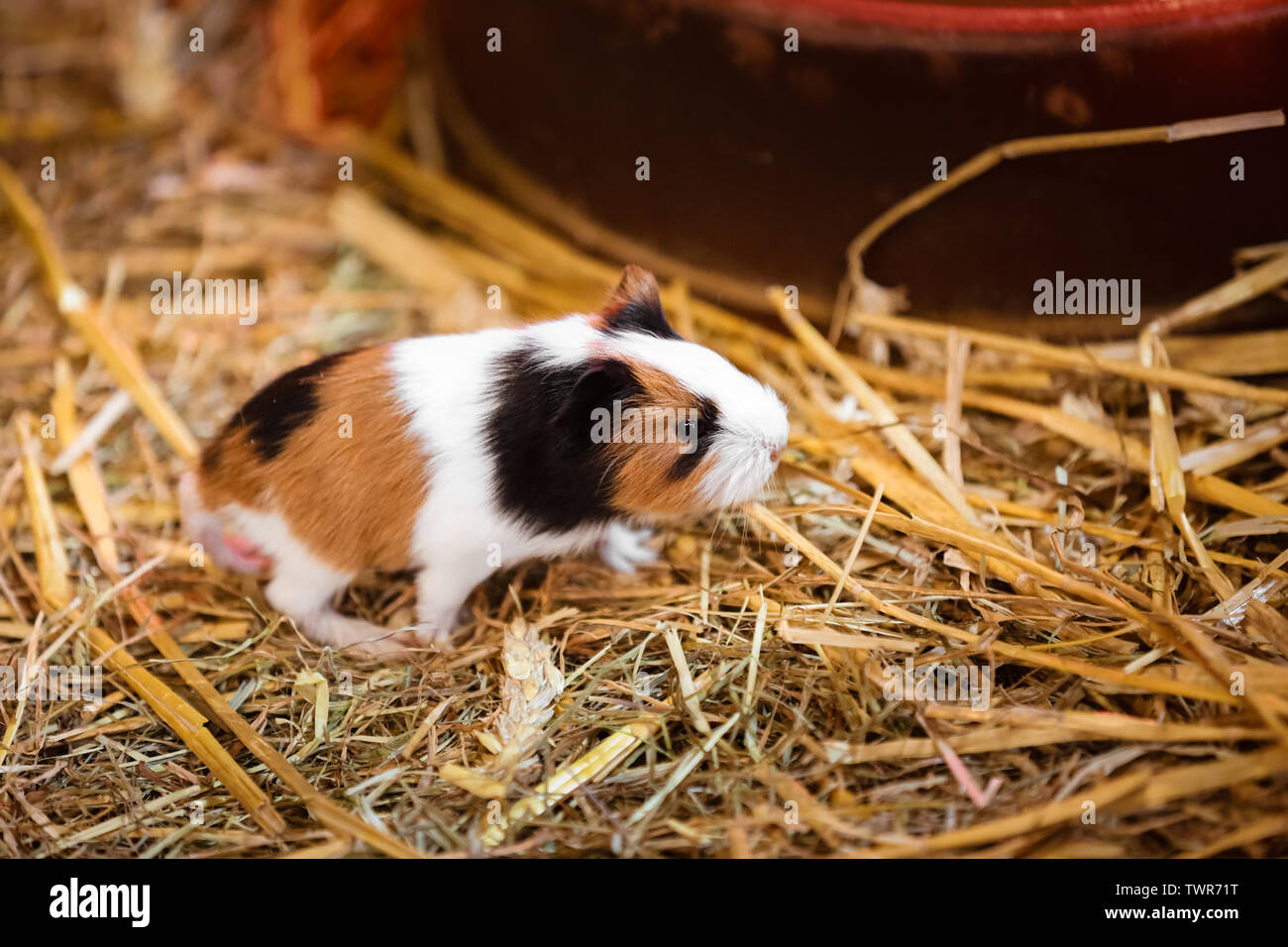 A Realistic Photo Render Of A Hybrid Animal Cross Stable, 59% OFF