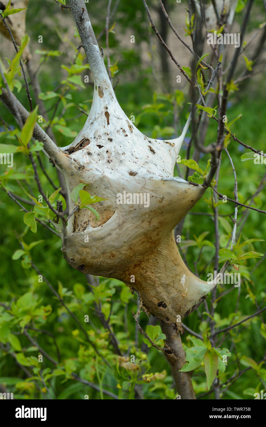 Eastern Tent Caterpillar nests in Midewin National Tallgrass Prairie ...