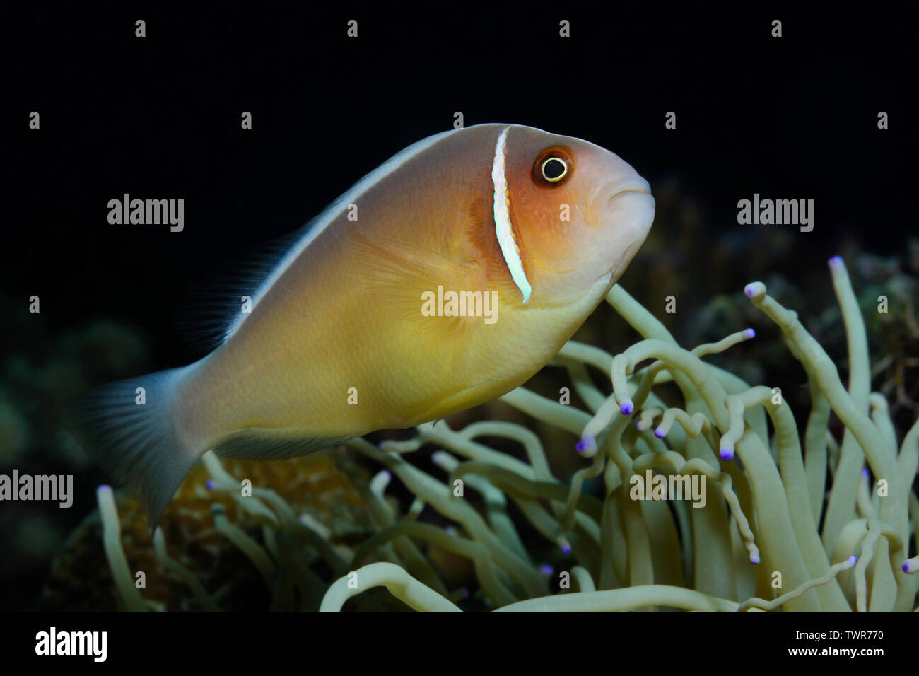 Pink anemonefish is hiding in anemone, Panglao, Philippines Stock Photo ...