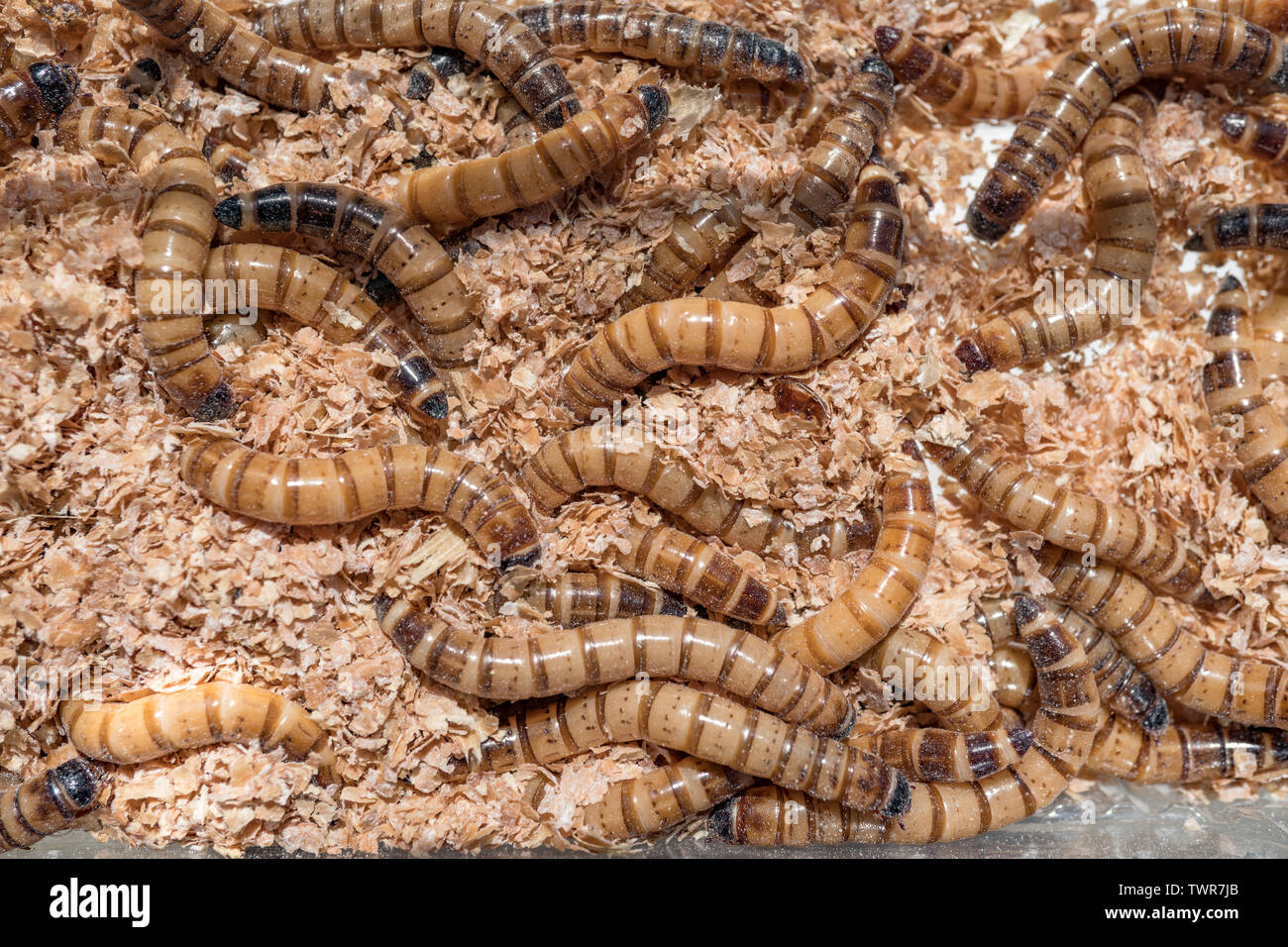 Morio Worms or Superworms, Zophobas morio. Bought from pet shops. These ...