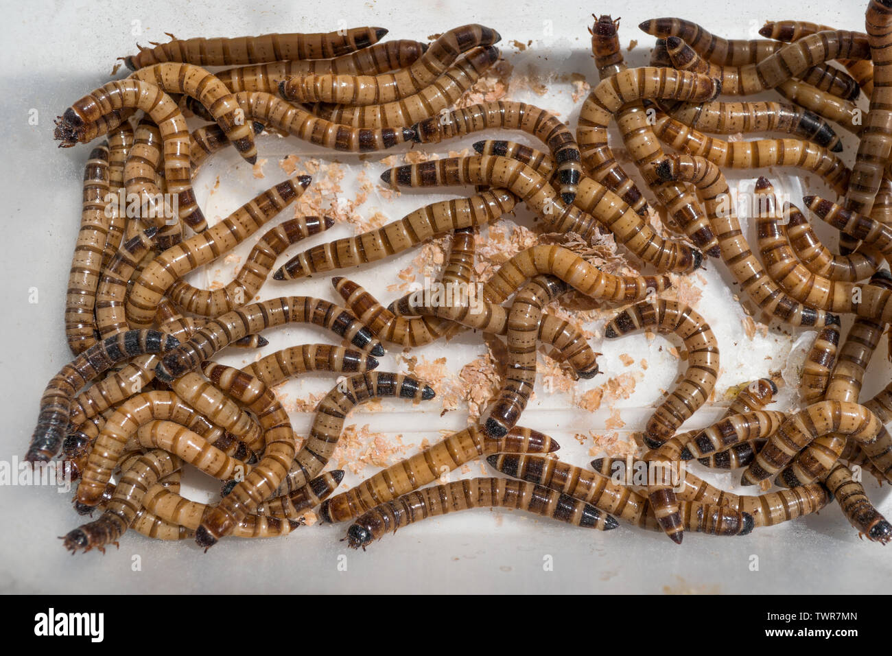 Morio Worms or Superworms, Zophobas morio. Bought from pet shops. These ...