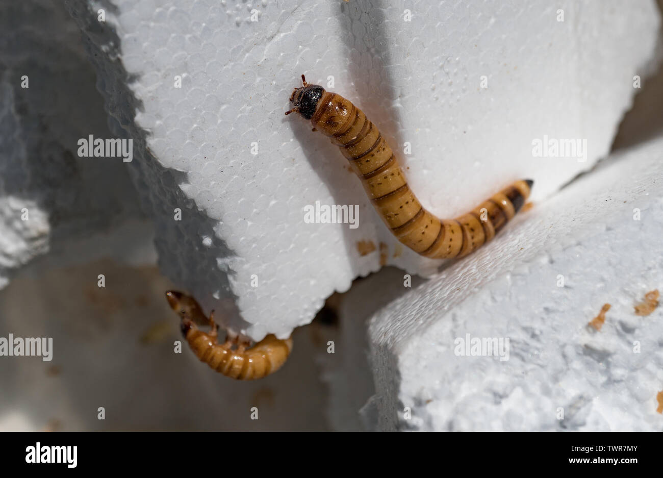 Morio Worms or Superworms, Zophobas morio, larva of Darkling Beetle ...