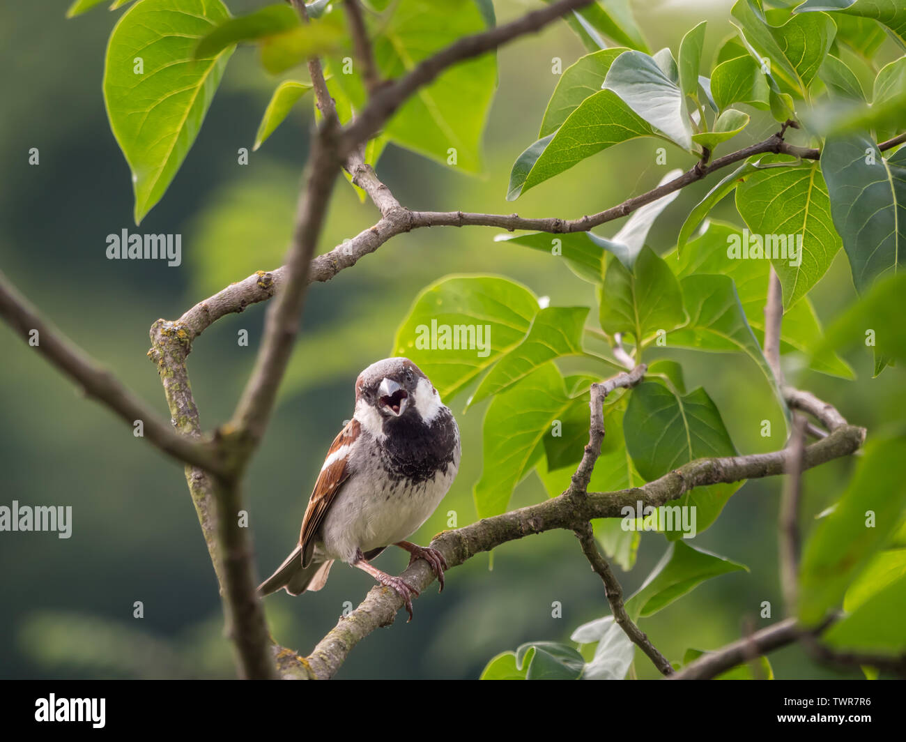 Sparrow sitting on tree branch hi-res stock photography and images - Alamy