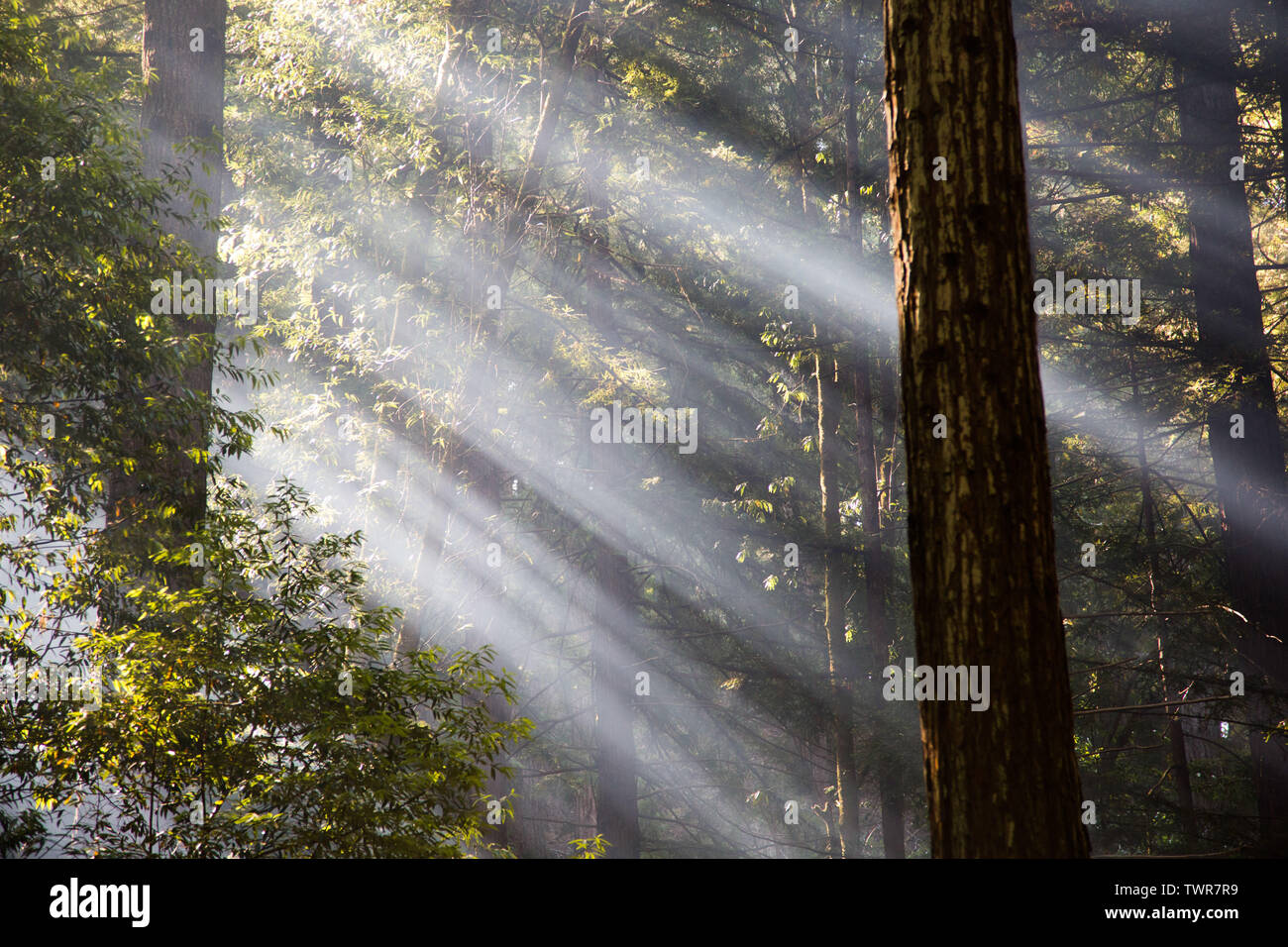 Heaven beams hi-res stock photography and images - Alamy