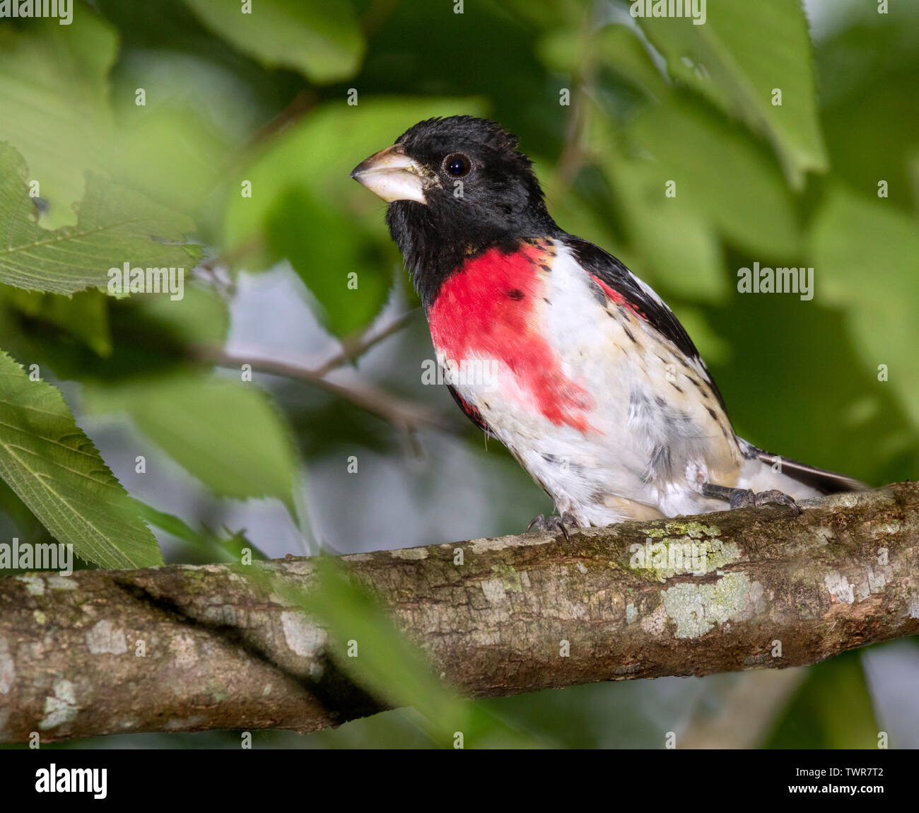 Rose breasted grosbeak hi-res stock photography and images - Alamy