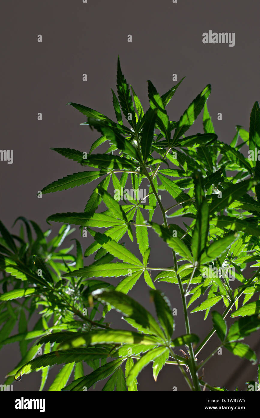 Cannabis Sativa plant. Interior shot Stock Photo - Alamy