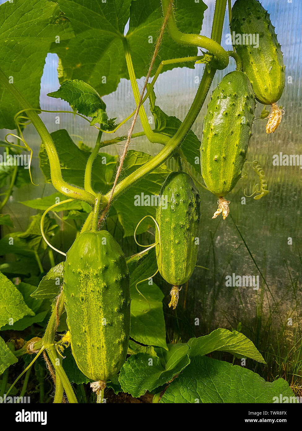 Cucumbers in the garden hi-res stock photography and images - Alamy