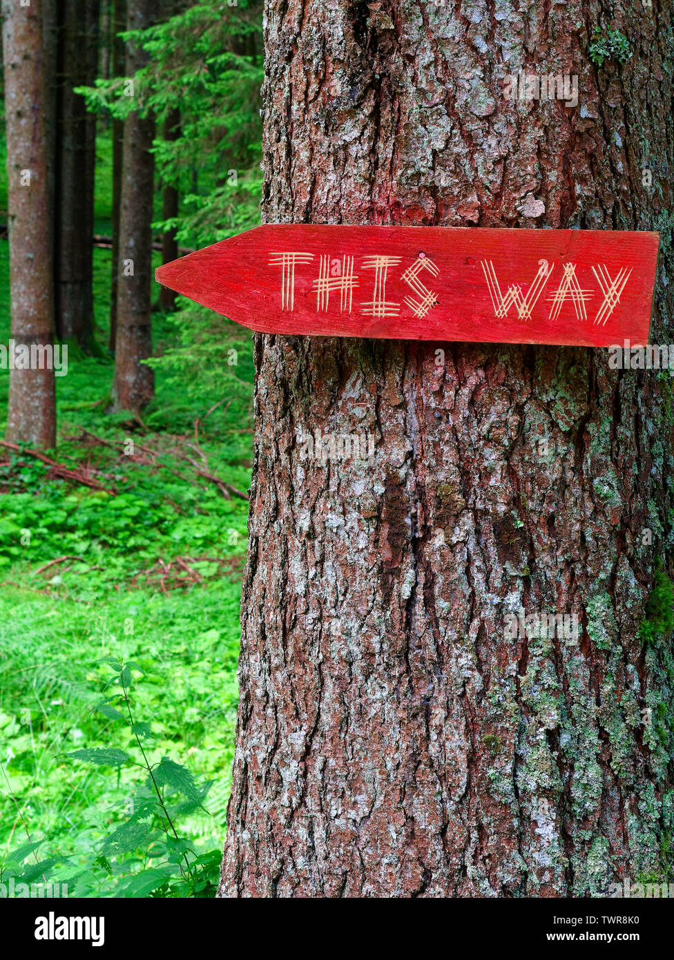 wooden sign this way way in the forest Stock Photo - Alamy