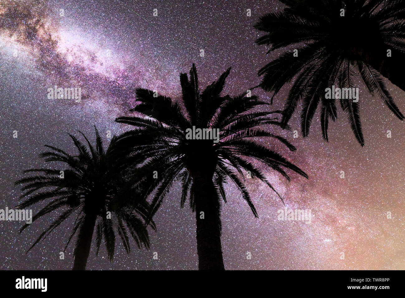 A view of a Meteor Shower and the purple Milky Way with three palm ...