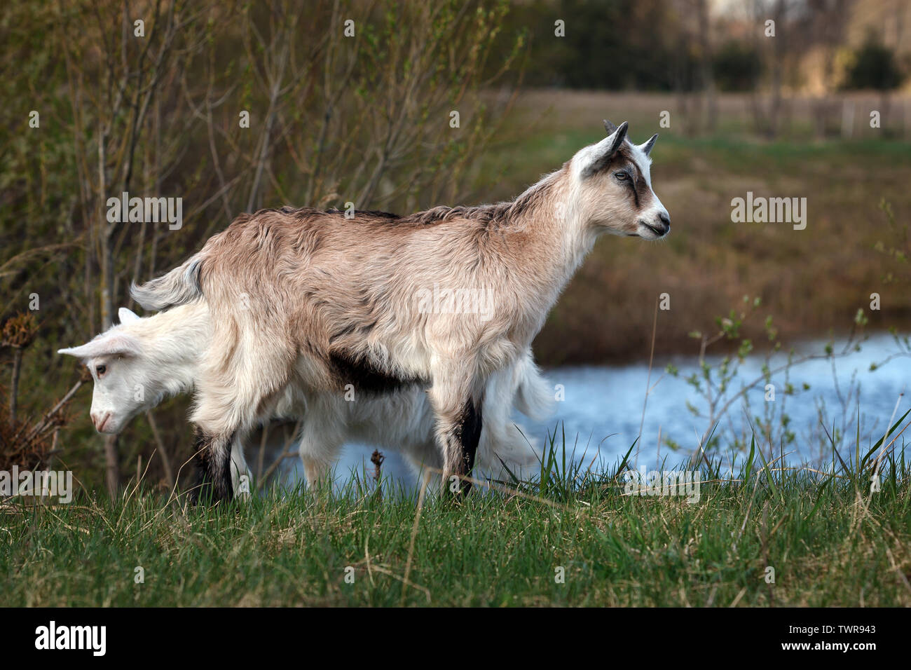 Young goatlings hi-res stock photography and images - Alamy