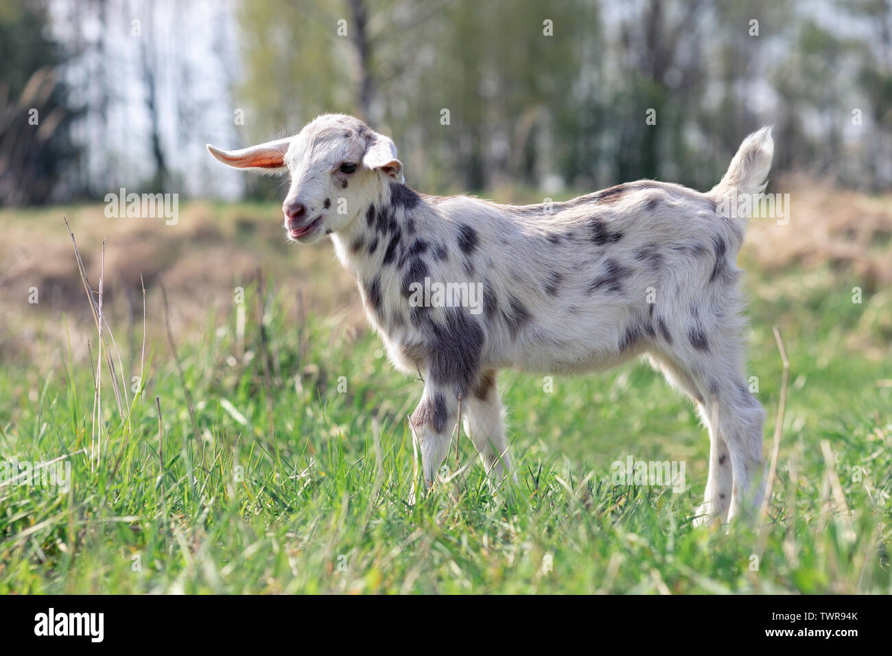 Blotchy spots hi-res stock photography and images - Alamy
