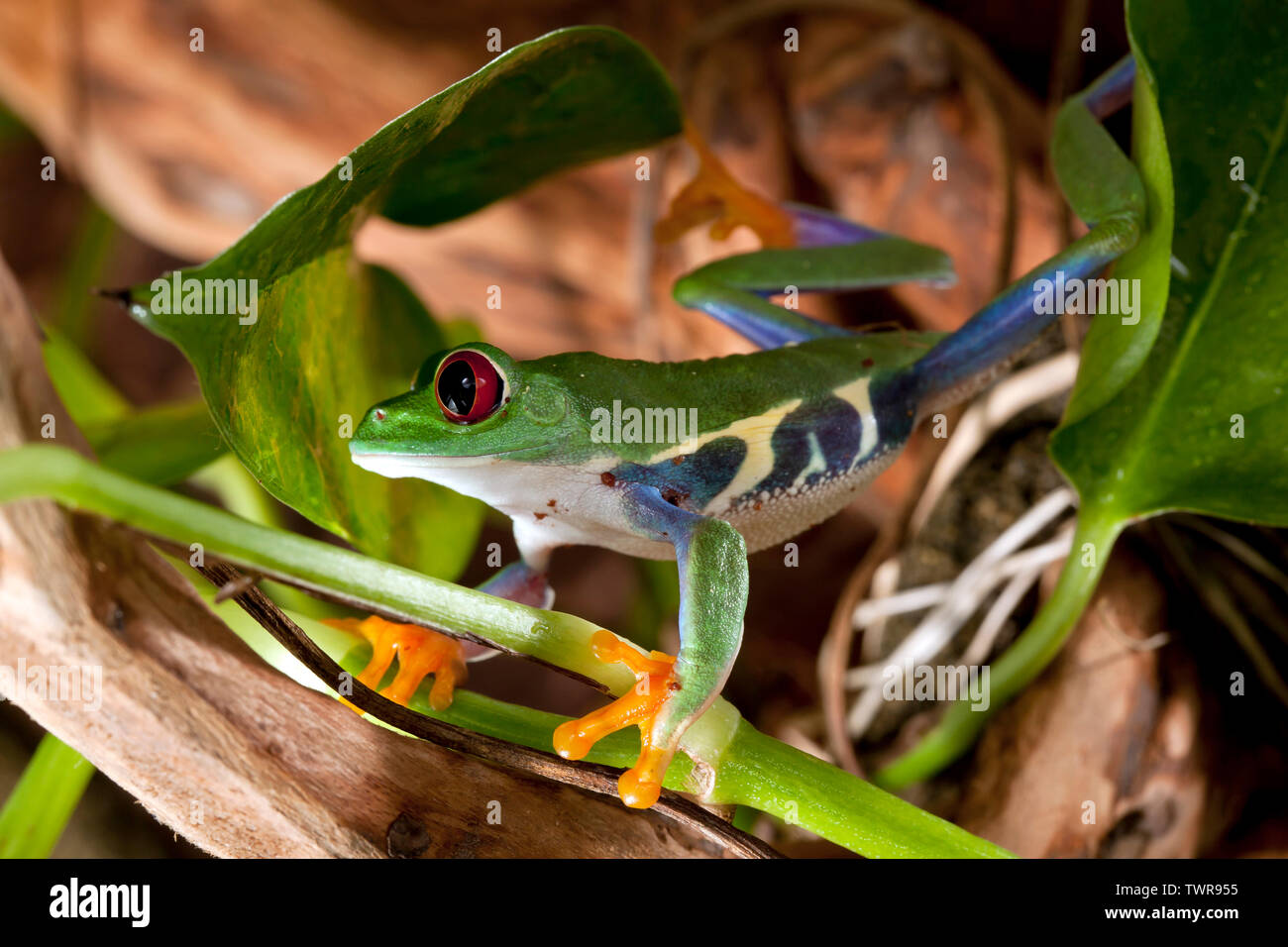 Tree climbing frogs hi-res stock photography and images - Alamy