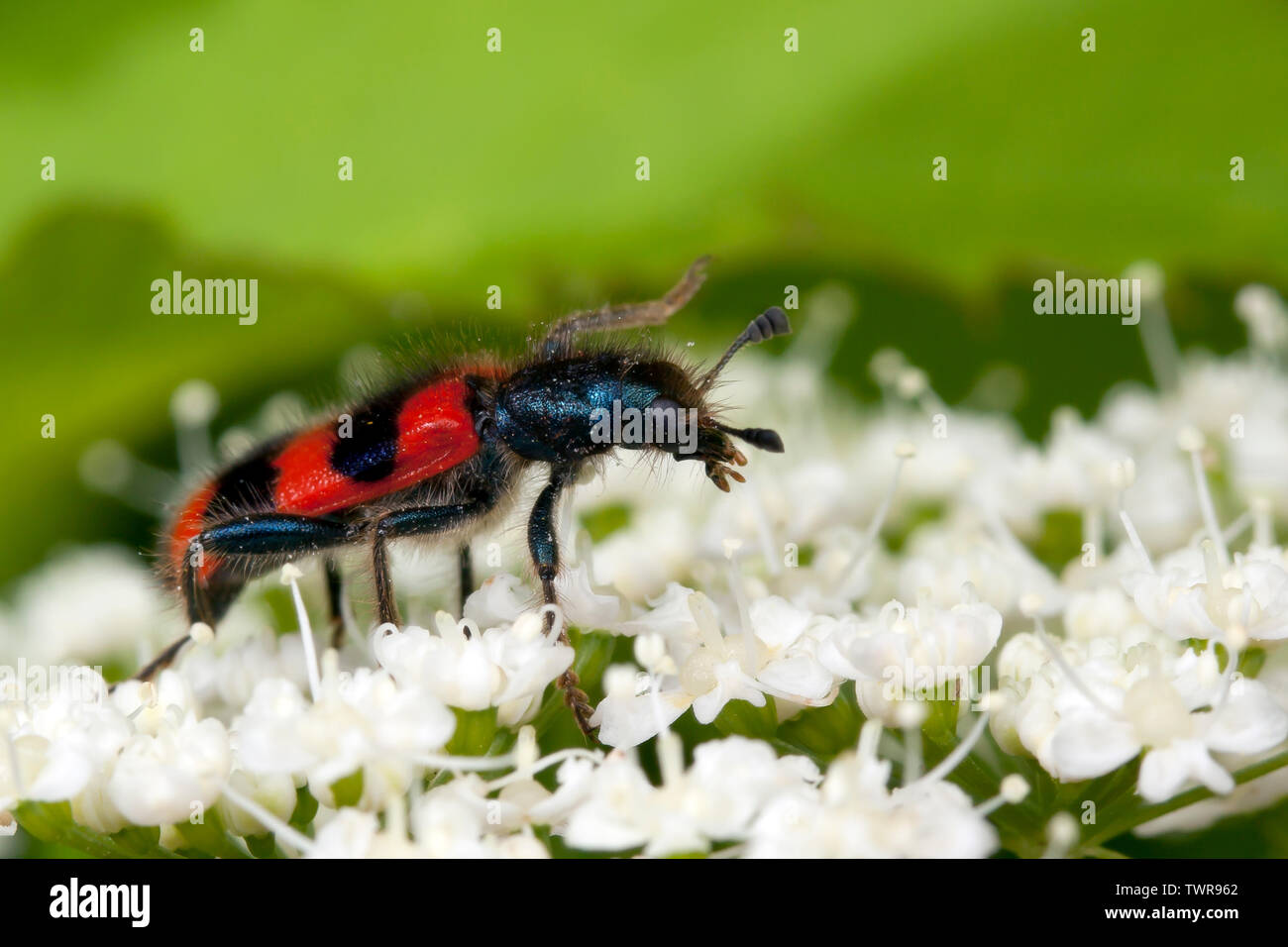 Checkered bee beetle hi-res stock photography and images - Alamy
