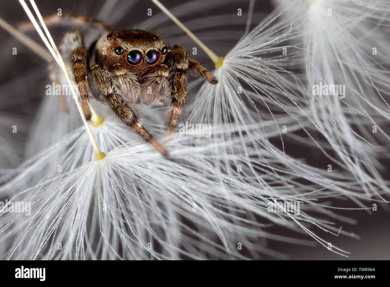 Small spider white background hi-res stock photography and images - Alamy