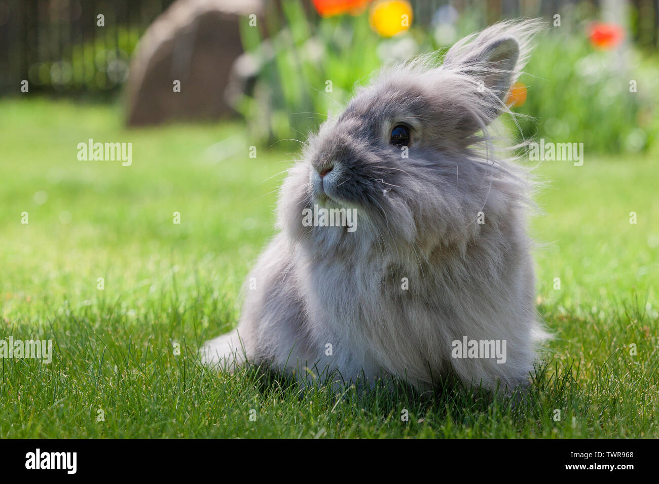 Funny hair rabbit long hi-res stock photography and images - Alamy