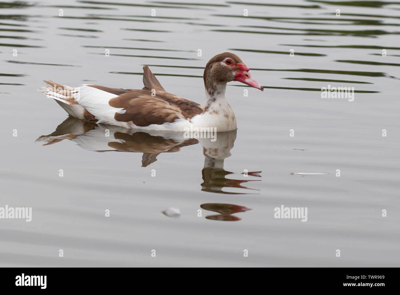 Chocolate duck swim in the river Stock Photo - Alamy