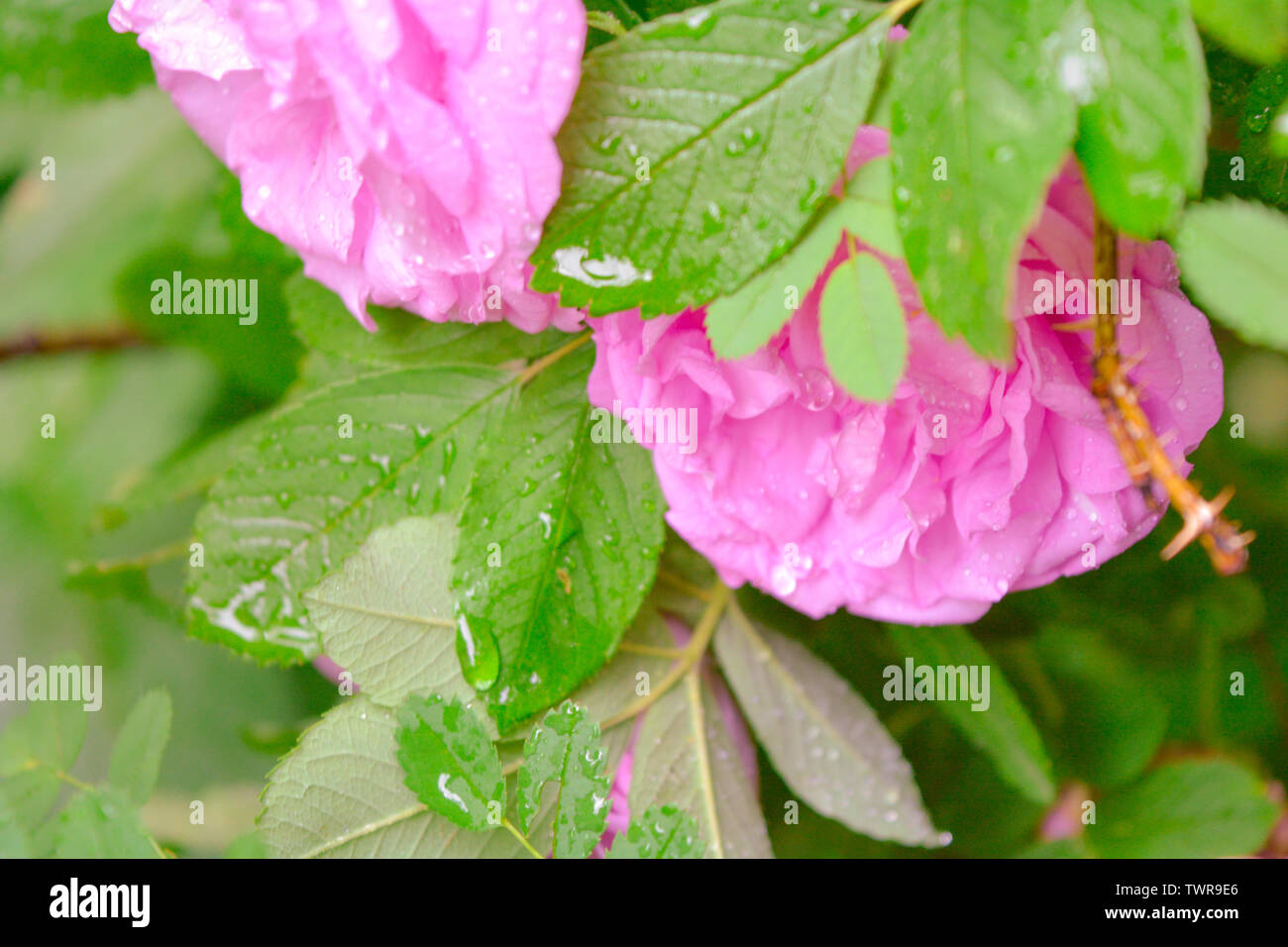 Closeup of pink Dogrose or Briar flower with soft focus. Macro view of ...