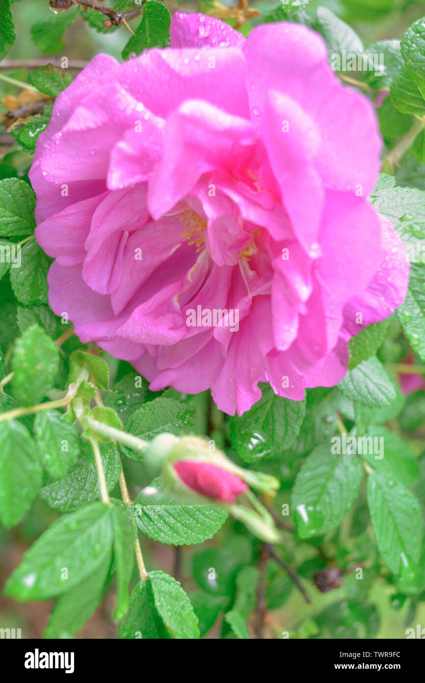 Closeup of pink Dogrose or Briar flower with soft focus. Macro view of ...