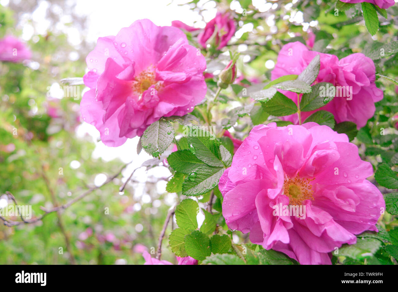 Shrub of pink Dogrose or Briar flowers with soft focus. Macro view of ...
