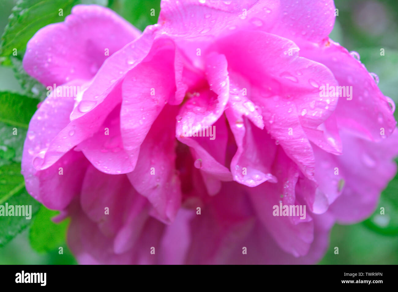 Closeup of pink Dogrose or Briar flower with soft focus. Macro view of ...