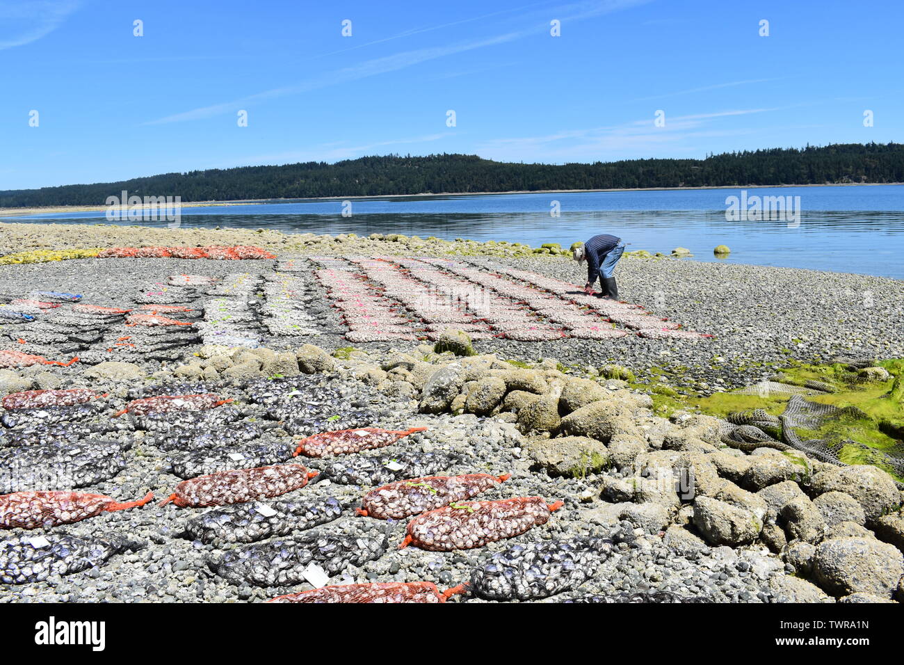 Clam Bags High Resolution Stock Photography and Images - Alamy