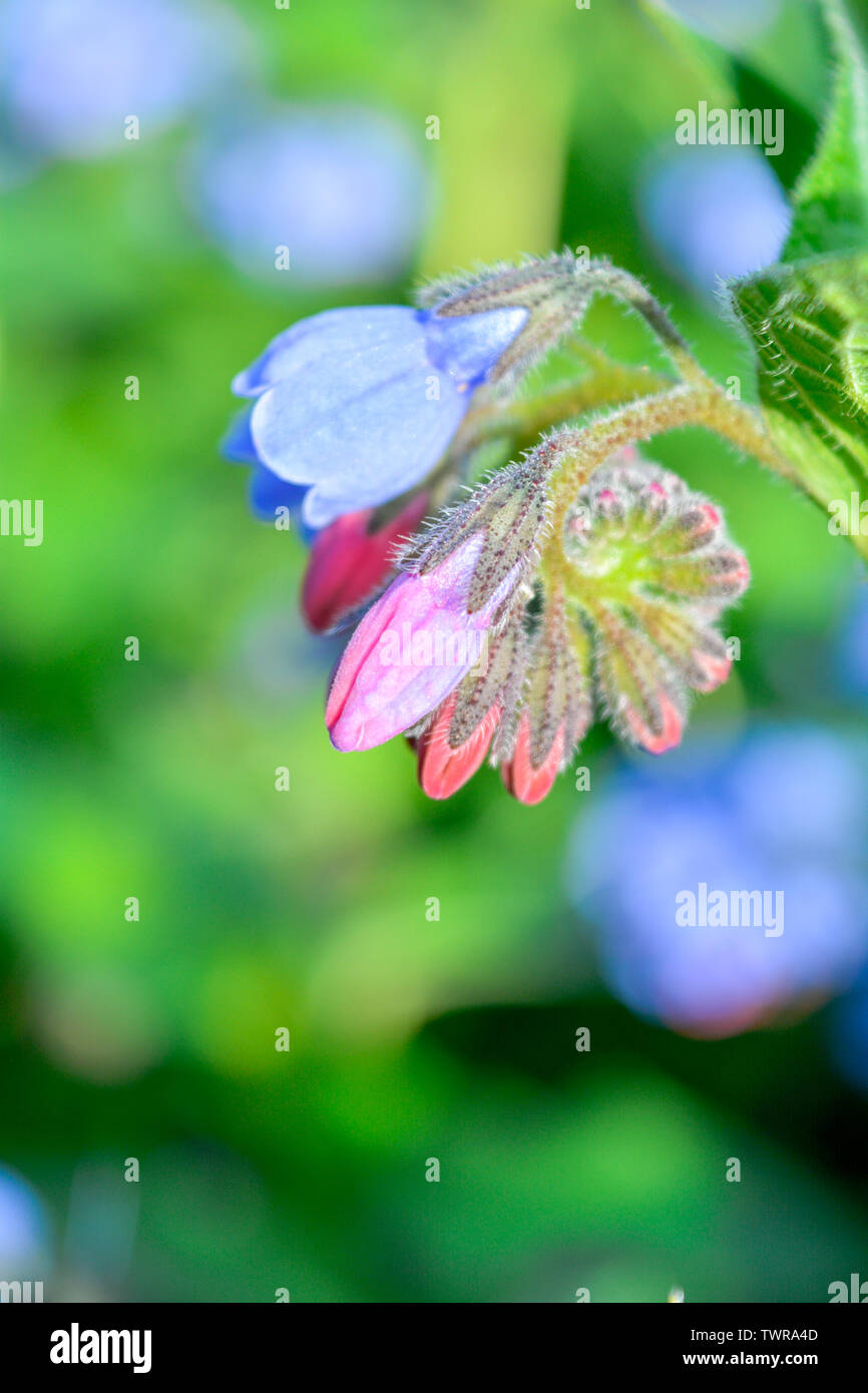 Closeup macro view of young spiraling stem of a wild plant with bunch ...