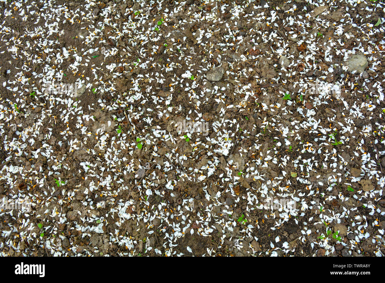Fallen apple tree flowers petals in garden. White petals on the ground ...