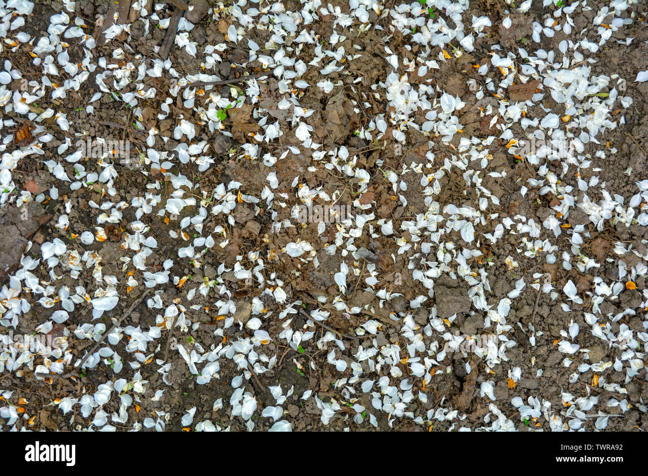 Fallen apple tree flowers petals in garden. White petals on the ground ...
