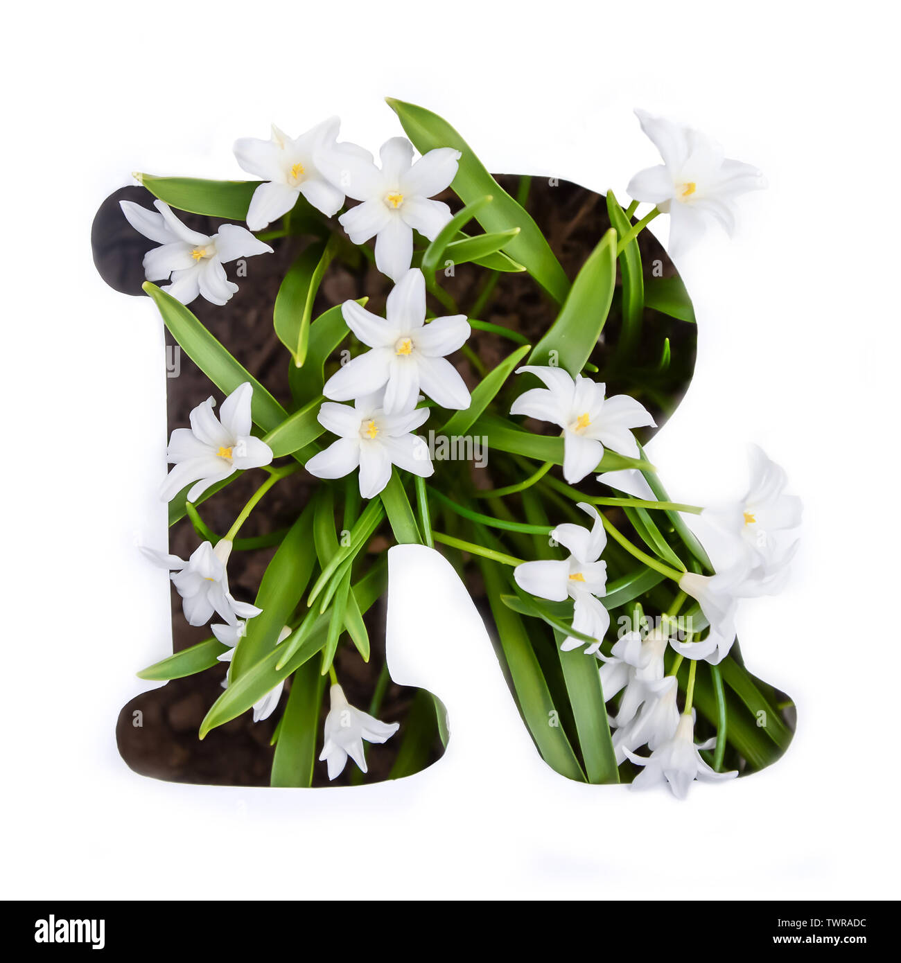 Letter r flowers hi-res stock photography and images - Alamy