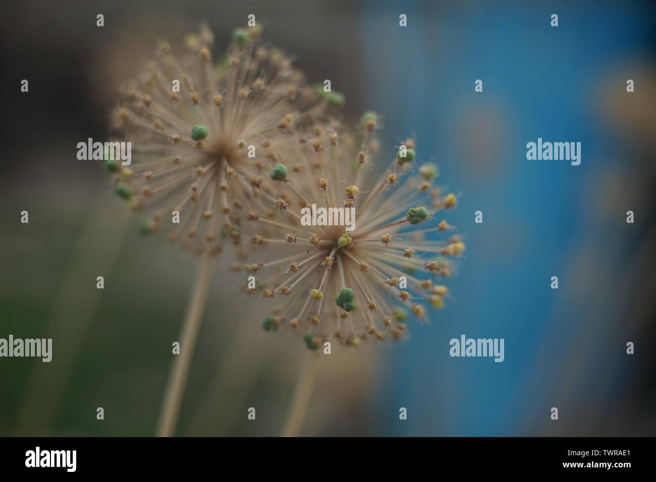Two round spiky flowers, seed head flower plant in the garden Stock ...