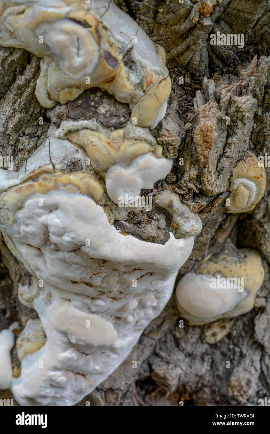 An old tree trunk, infected by fungal plant pathogen. Closeup view of ...