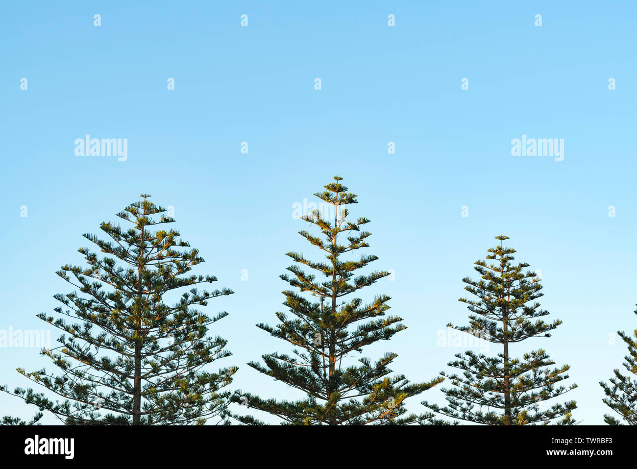 Australian native pine tree hi-res stock photography and images - Alamy