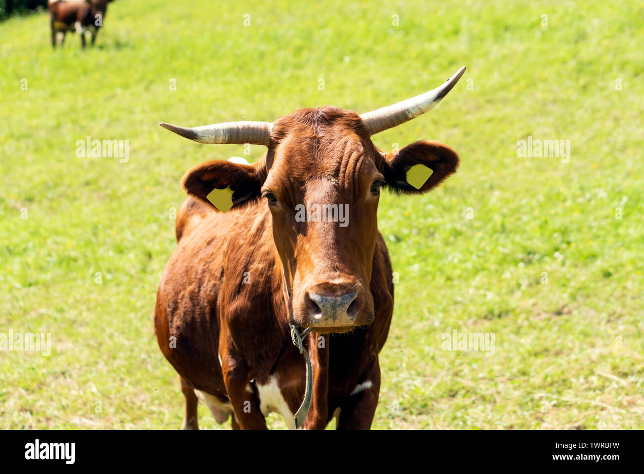 Closeup portrait of a red. brown cow looking at camera, at eco organic ...