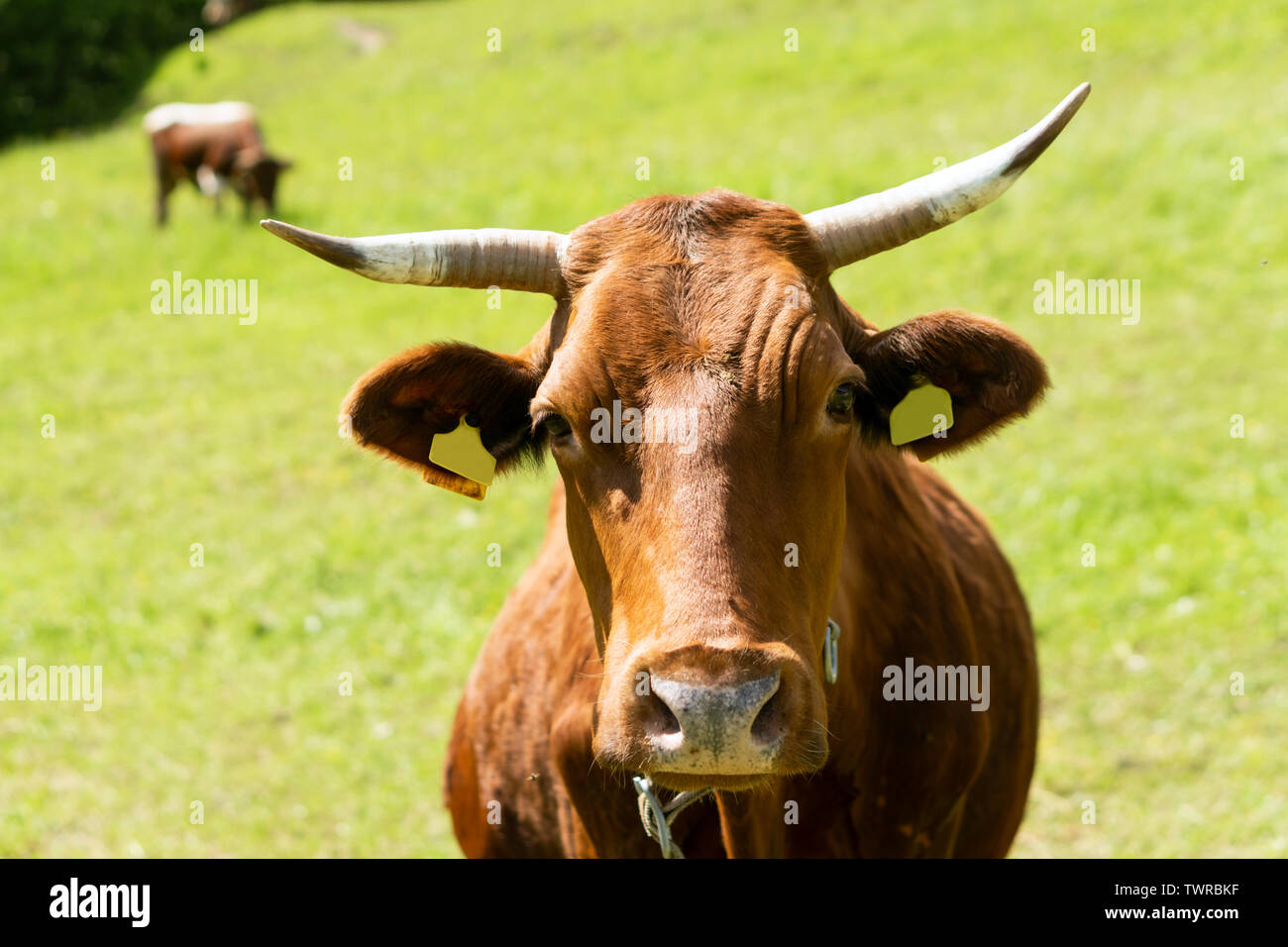Red brown cow hi-res stock photography and images - Alamy