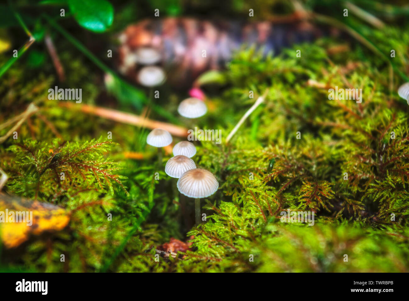 Mycena is a large genus of small saprotrophic mushrooms that are rarely ...