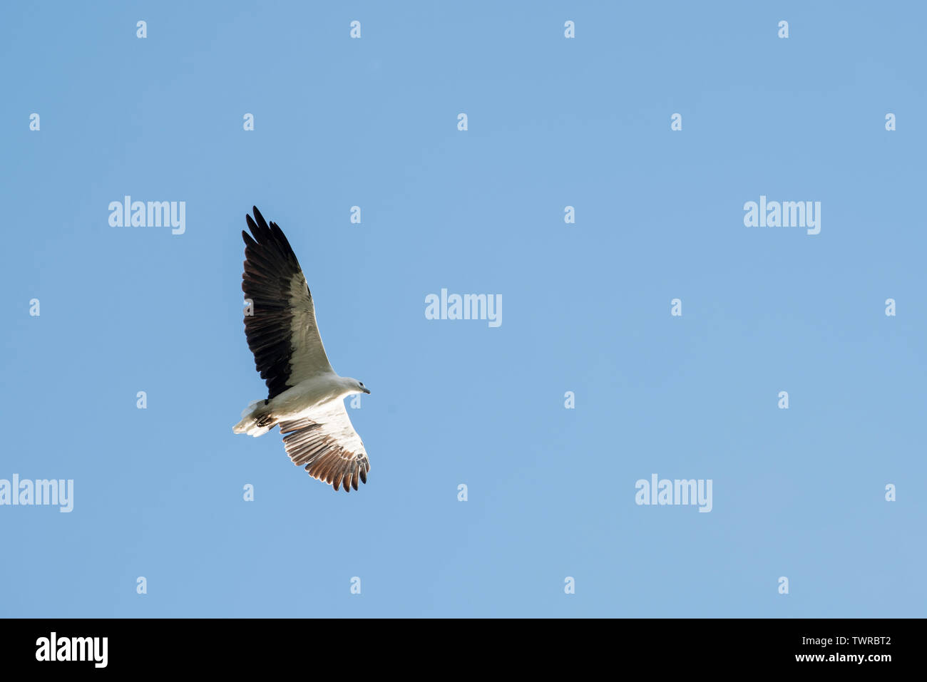 A White-Bellied Sea Eagle (Haliaeetus leucogaster), also known as the ...