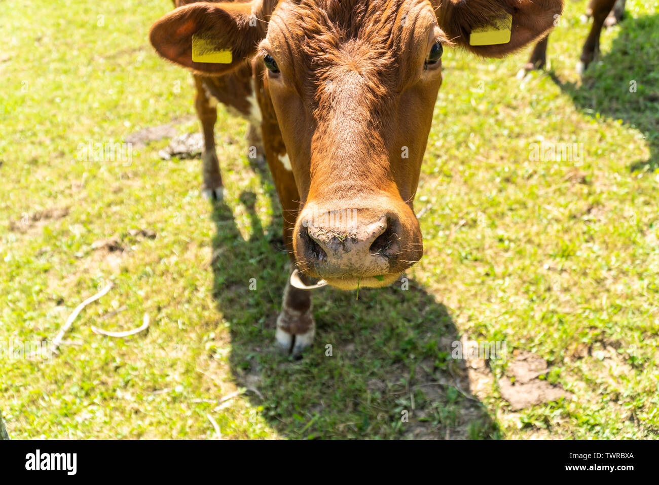 Red brown cow hi-res stock photography and images - Alamy