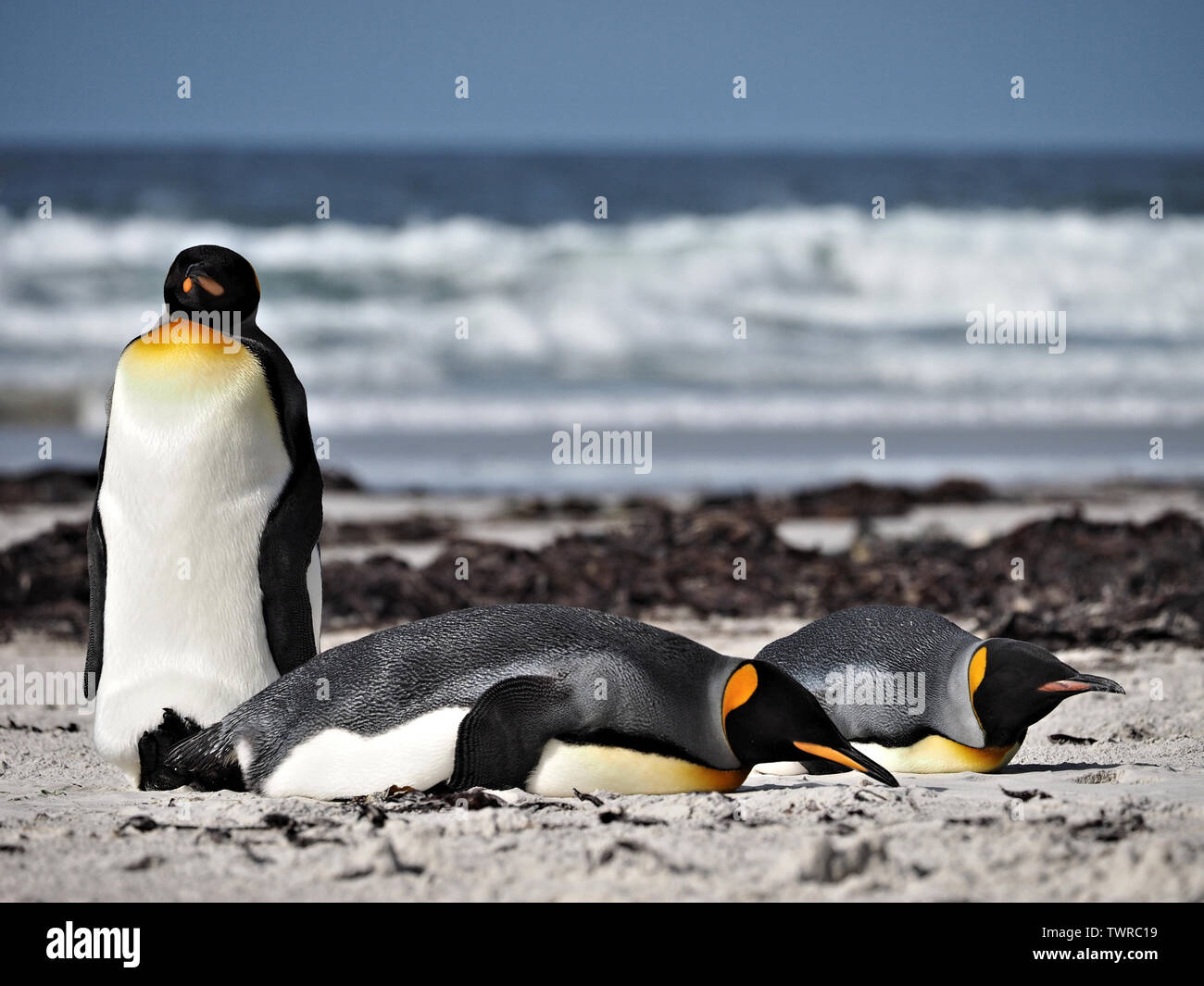 Three King Penguins on beach in Falkland Islands Stock Photo - Alamy