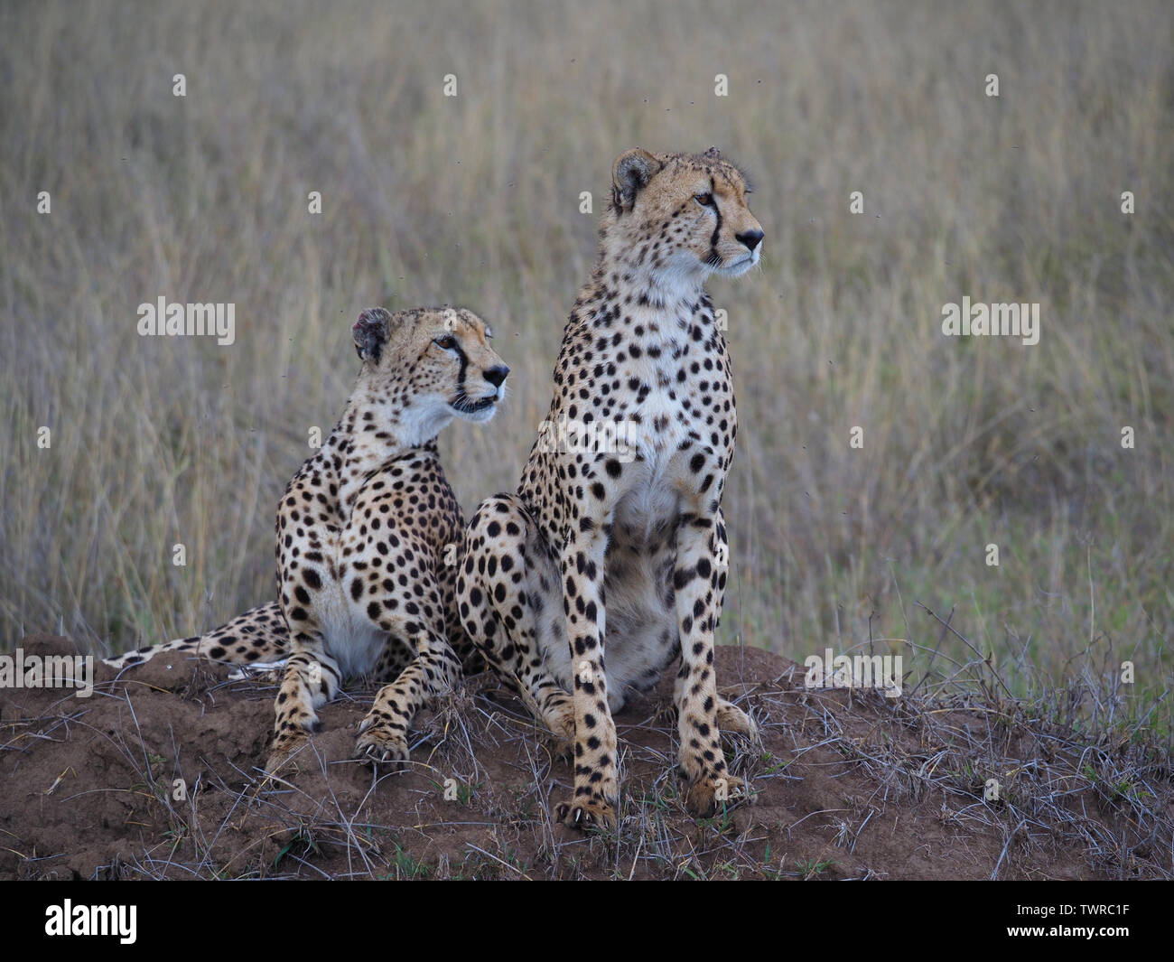 African cheetahs hi-res stock photography and images - Alamy
