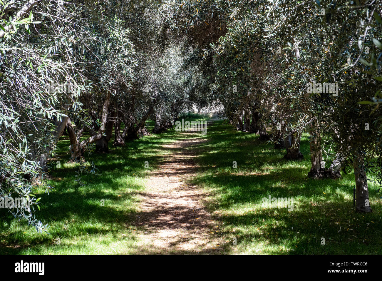 Olive tree grove (Olea europaea) in Temecula, California Stock Photo ...