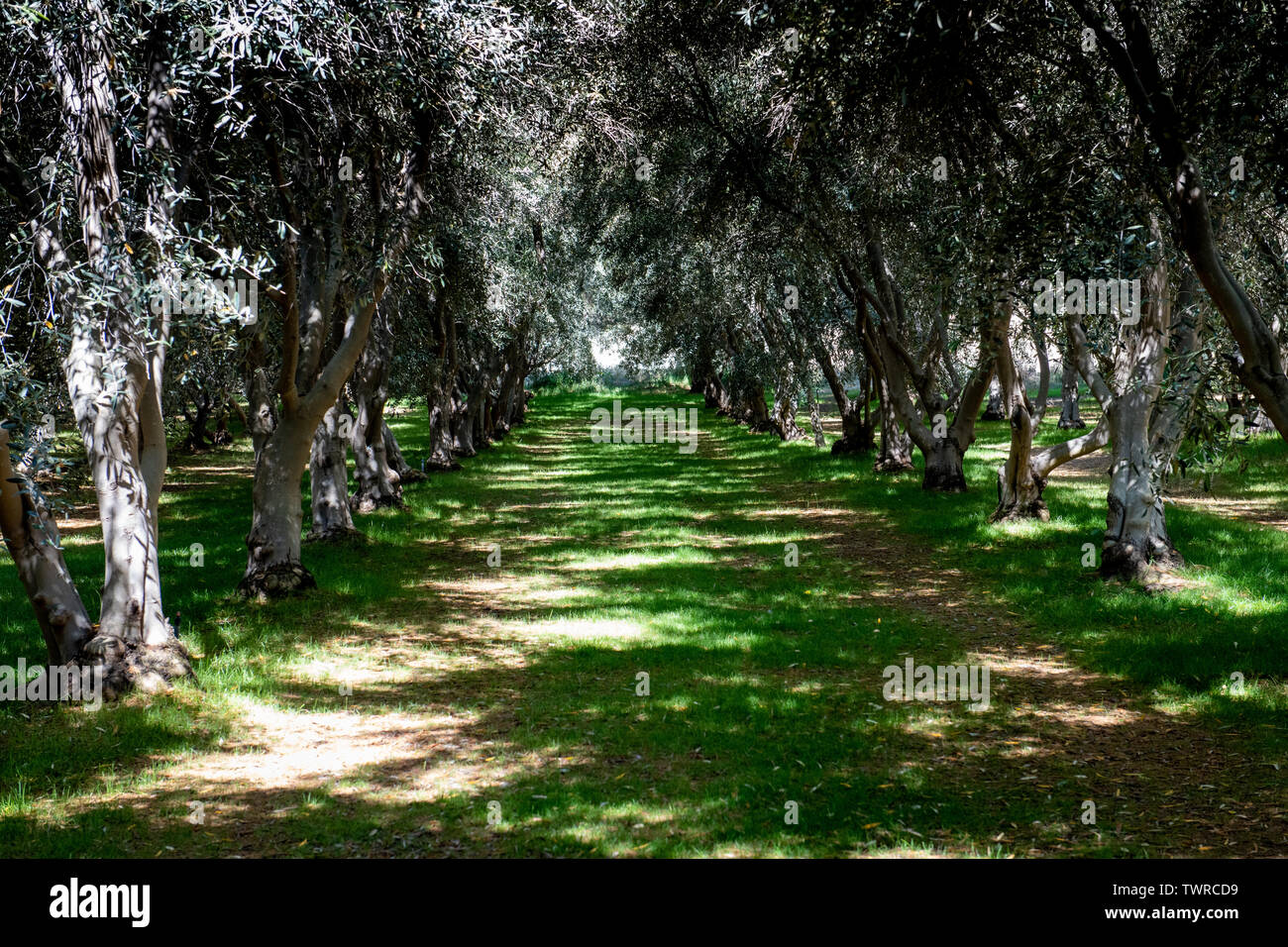 Olive tree grove (Olea europaea) in Temecula, California Stock Photo ...