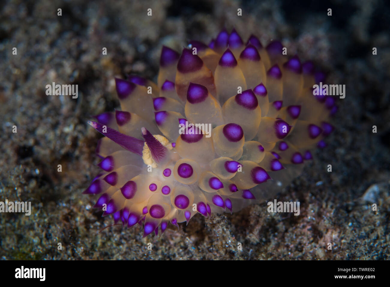 A colorful nudibranch crawls across the seafloor in Lembeh Strait ...